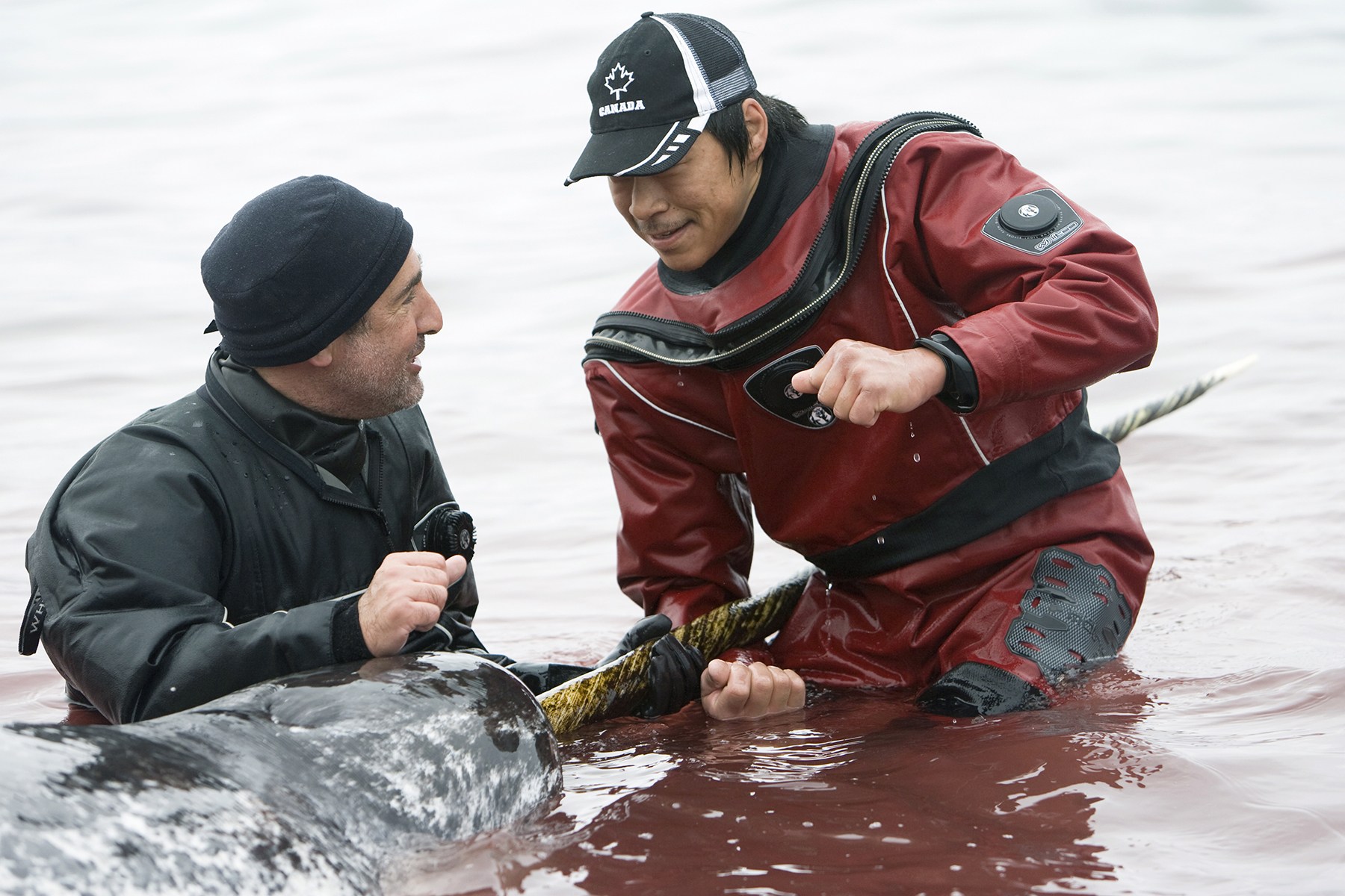 Sharon dentist and narwhal expert to shed light on enigmatic 'unicorns ...