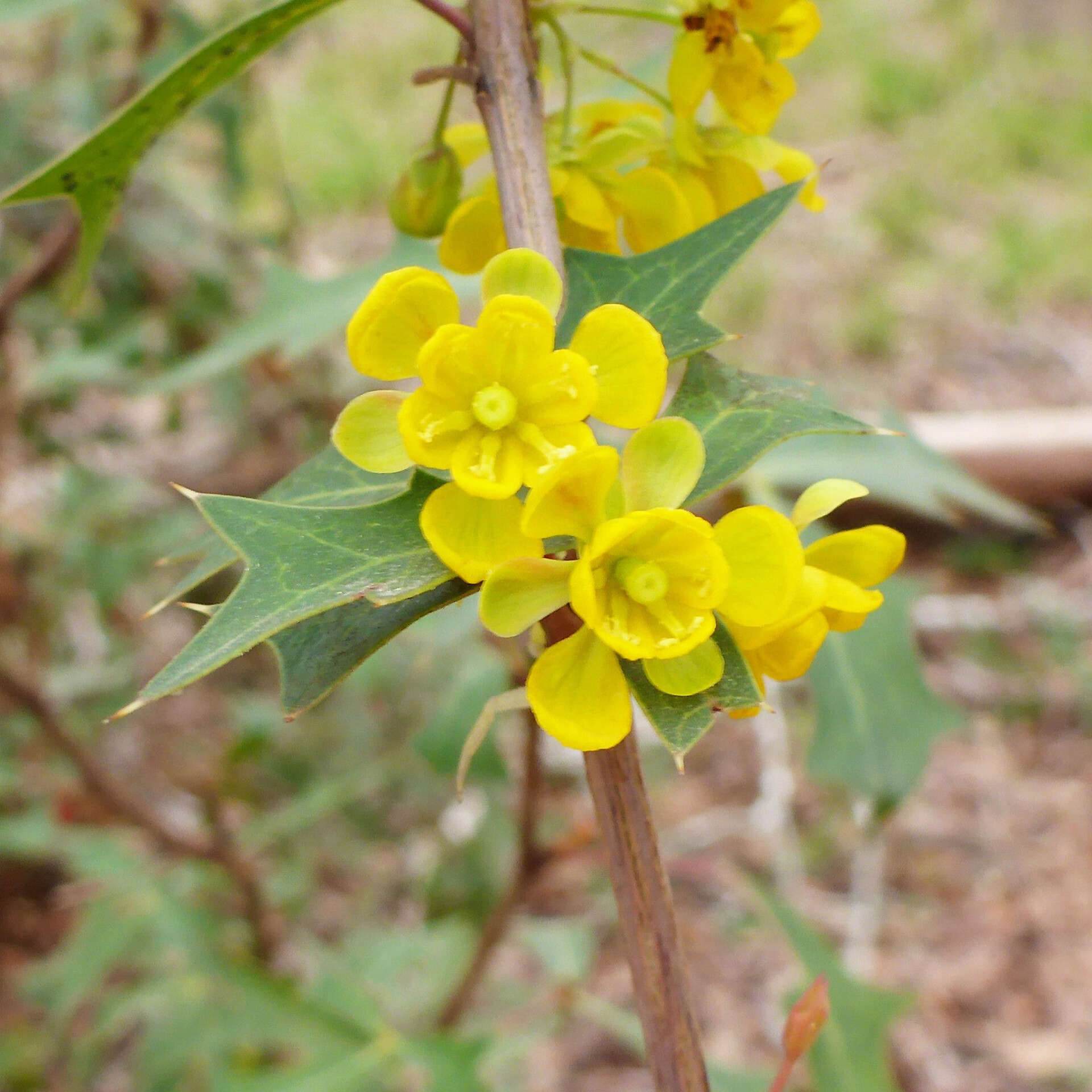 Spiny agarita used for medicine, jelly