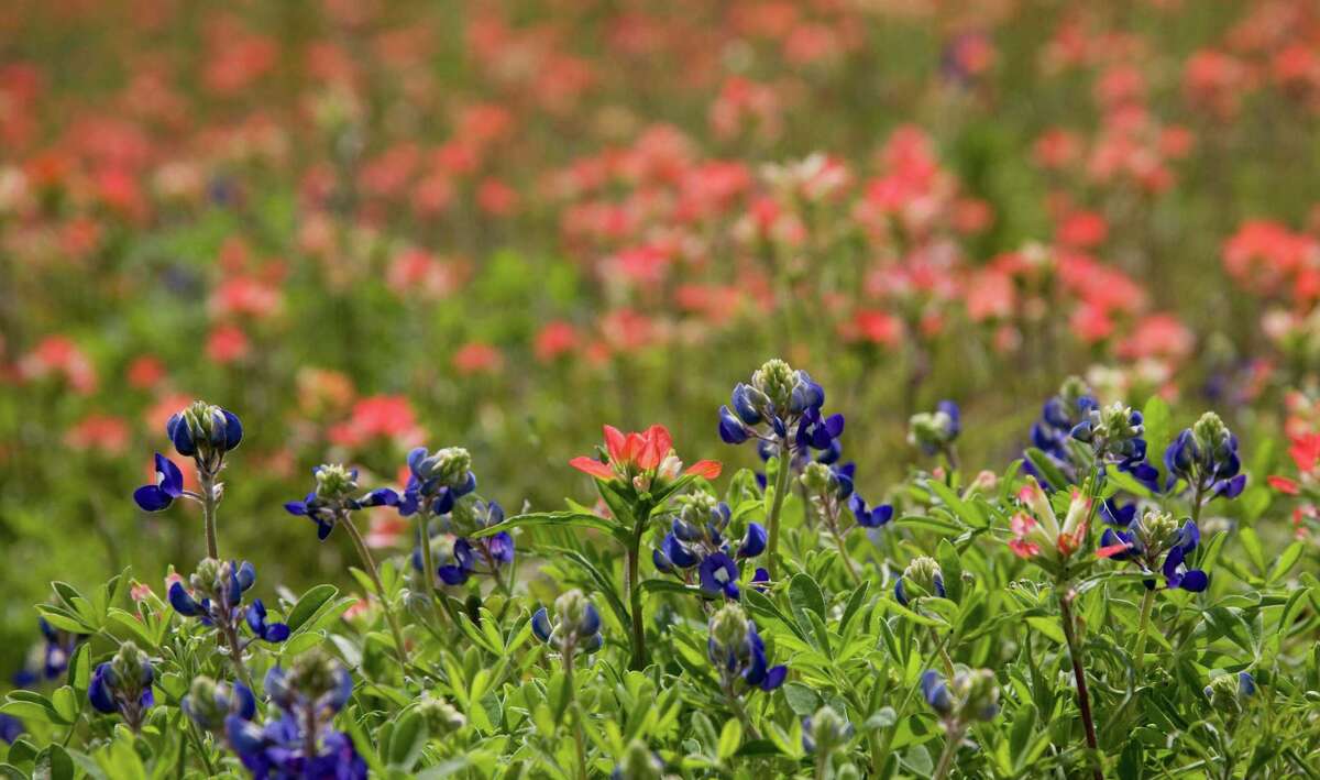 Great, but late bluebonnet season predicted
