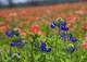 Where to find bluebonnets, other wildflowers along Texas trails