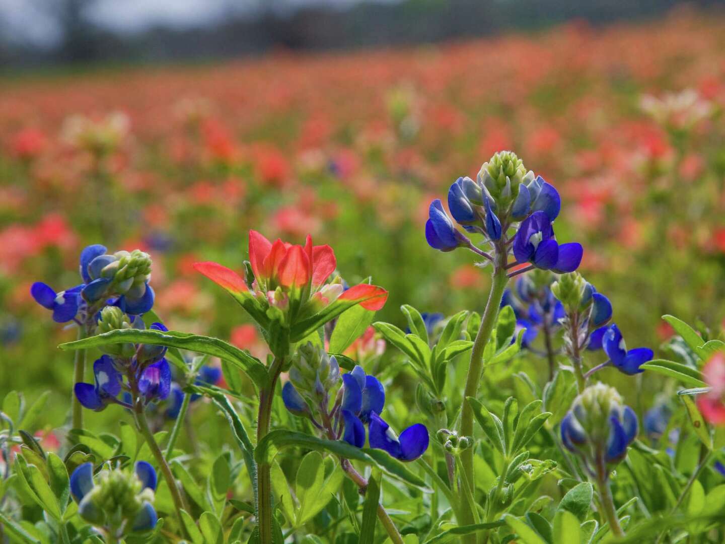 Where to find bluebonnets, other wildflowers along Texas trails