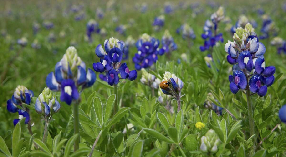 Great, but late bluebonnet season predicted