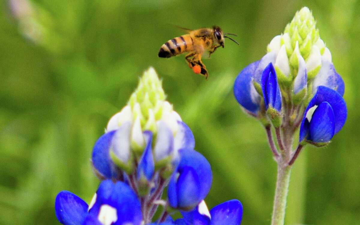 Homeowner says sowing bluebonnet patch was incredibly simple