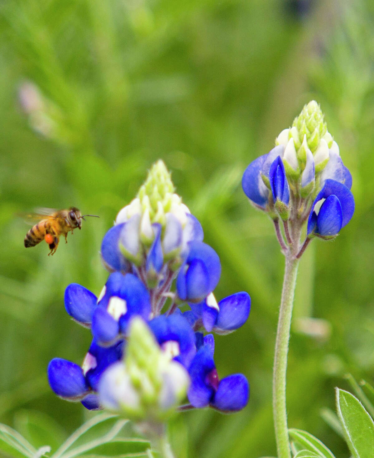 Homeowner says sowing bluebonnet patch was incredibly simple