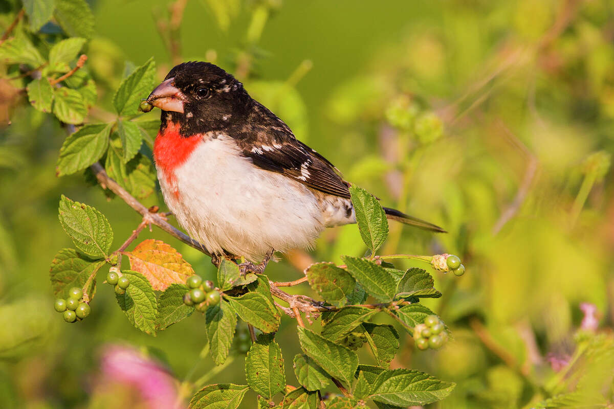 Spring migrations spectacular, birders say
