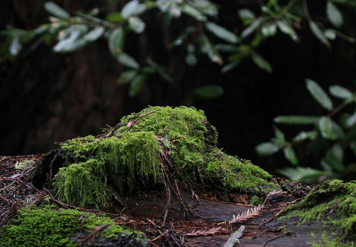 Teams tally biological oddities on Bay Area's federal land