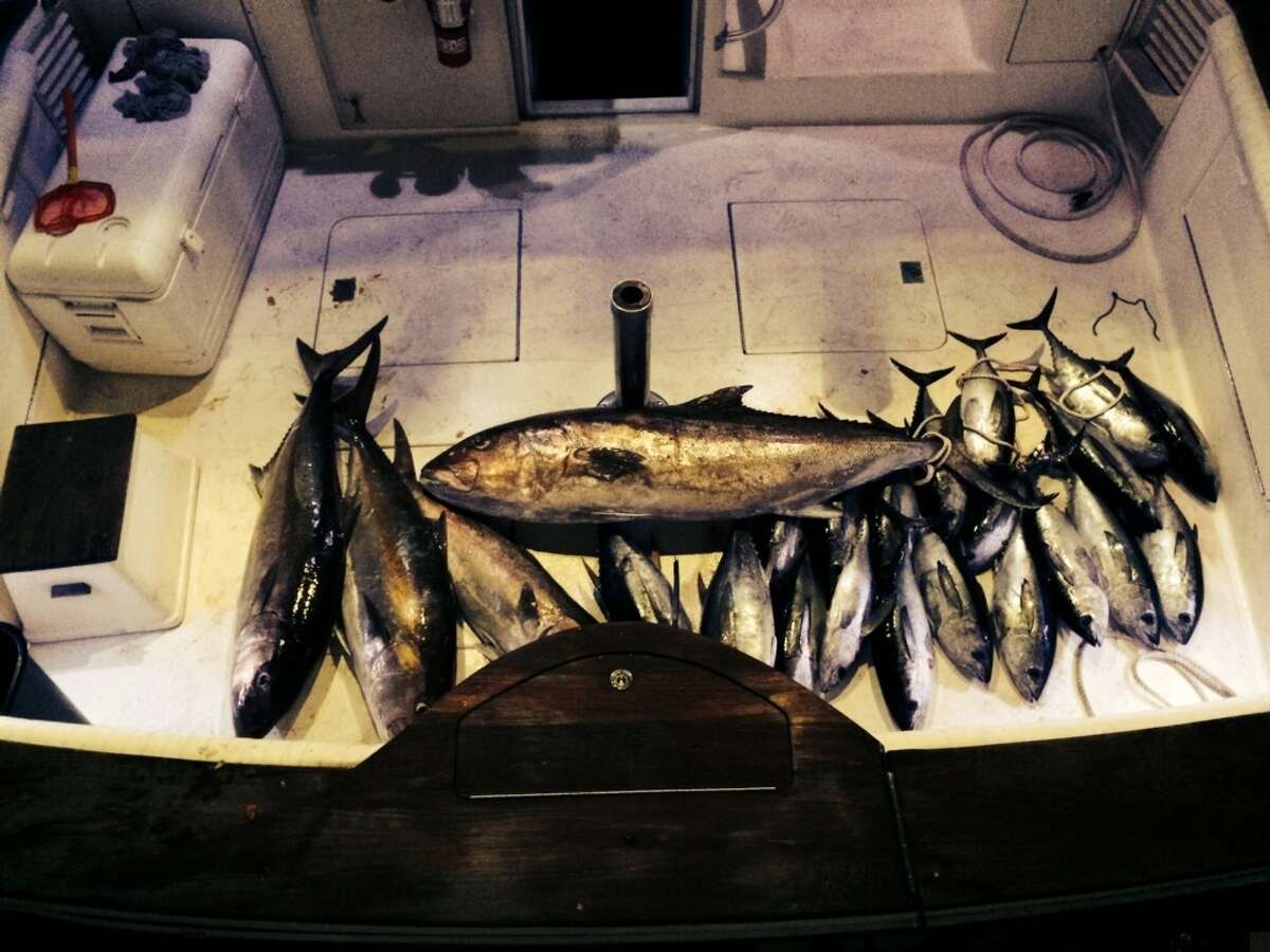 Record-breaking amberjack caught in Gulf in fisherman's 'rush of a ...