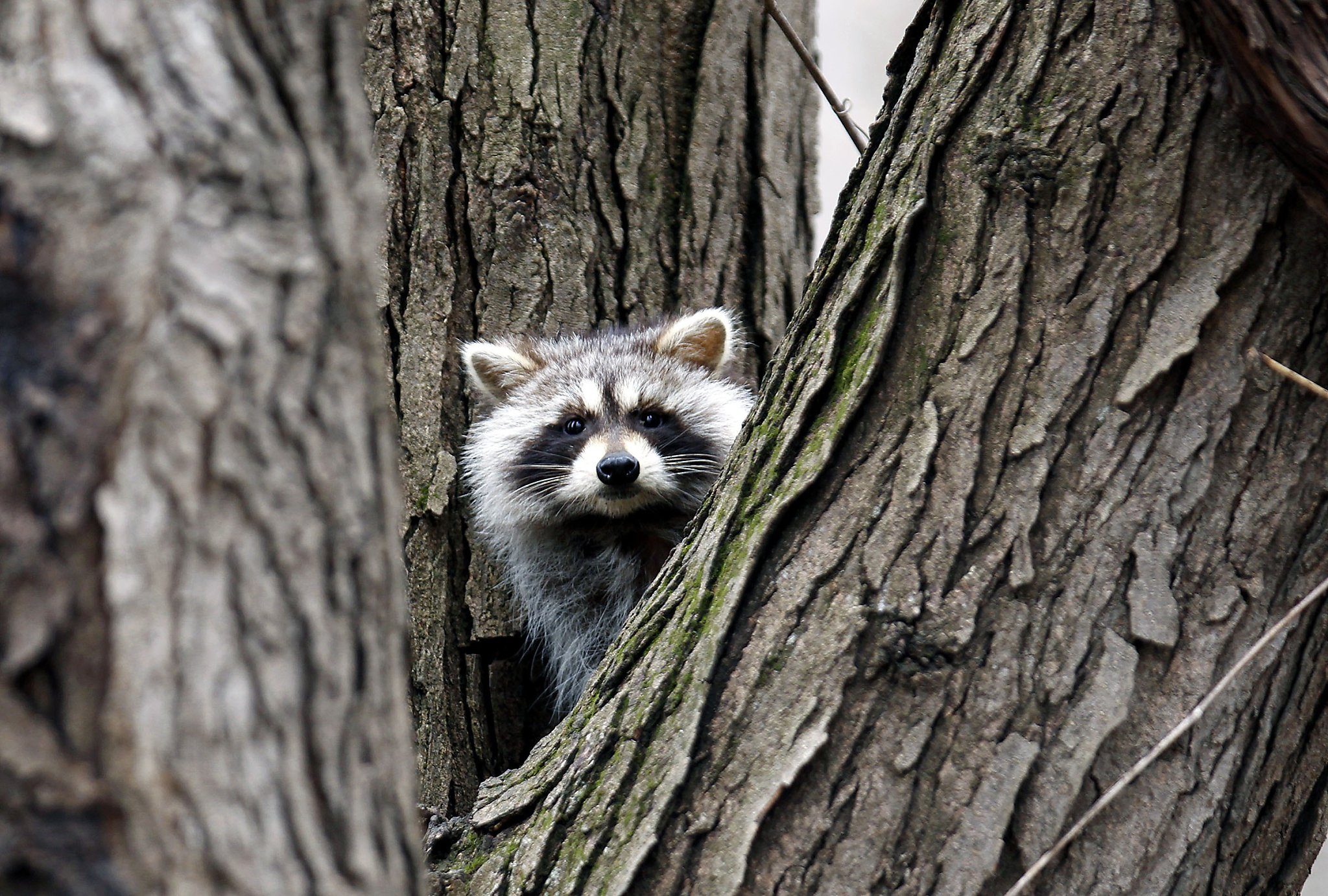 LA market sells frozen raccoon by the bag