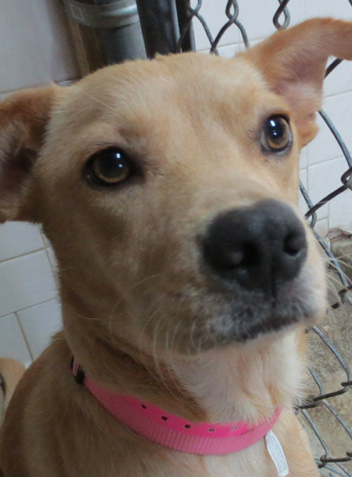 Pet Project: April 1