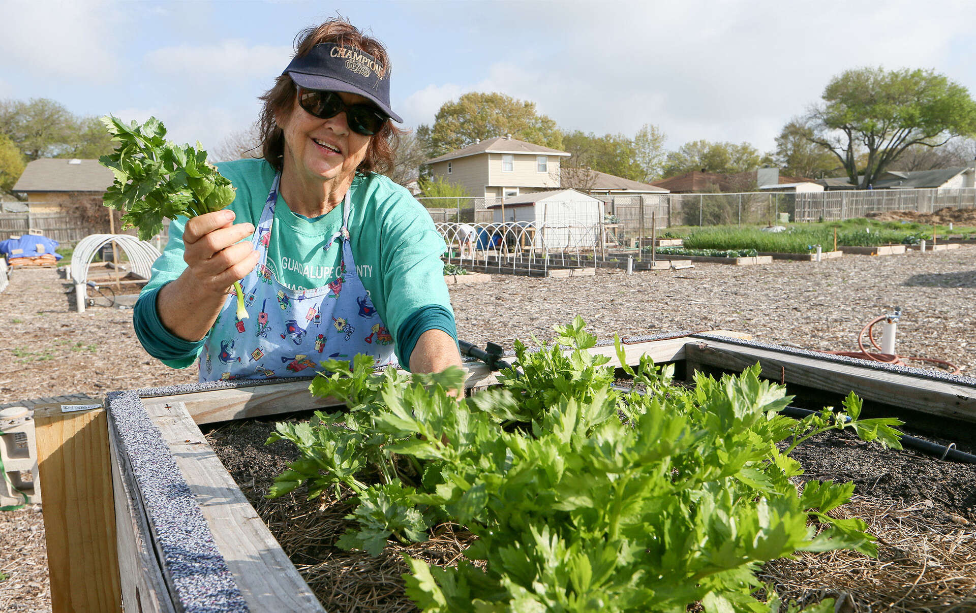 Volunteer gardeners help Schertz community garden grow