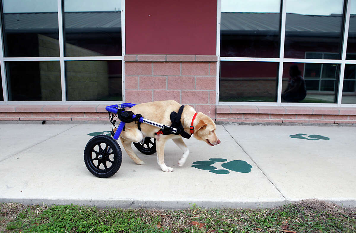 Paraplegic pooch gets new San Antonio home