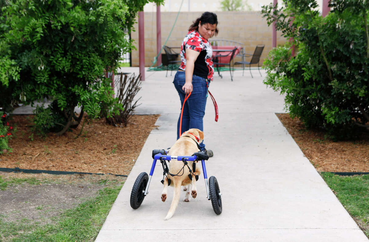 Paraplegic pooch gets new San Antonio home