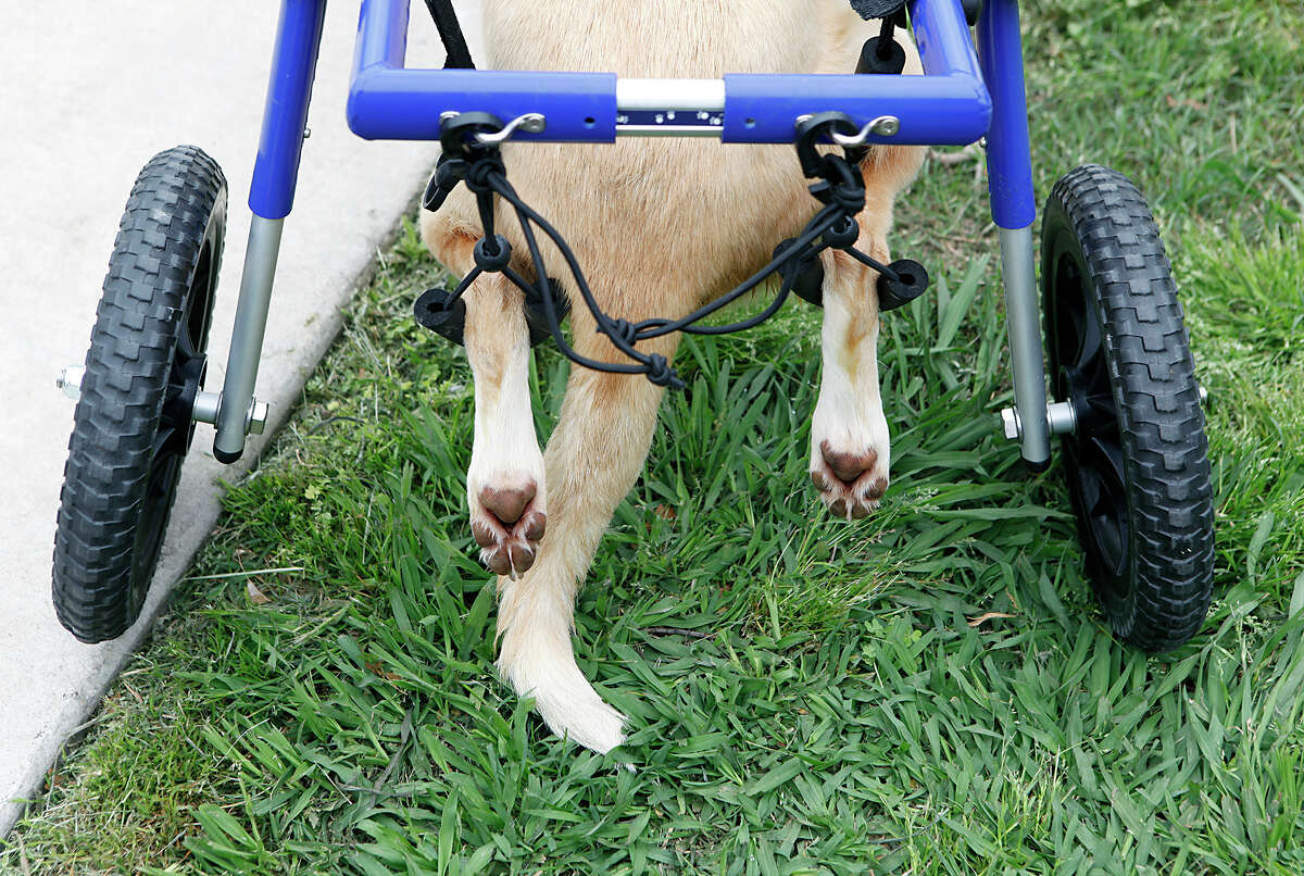 Paraplegic pooch gets new San Antonio home