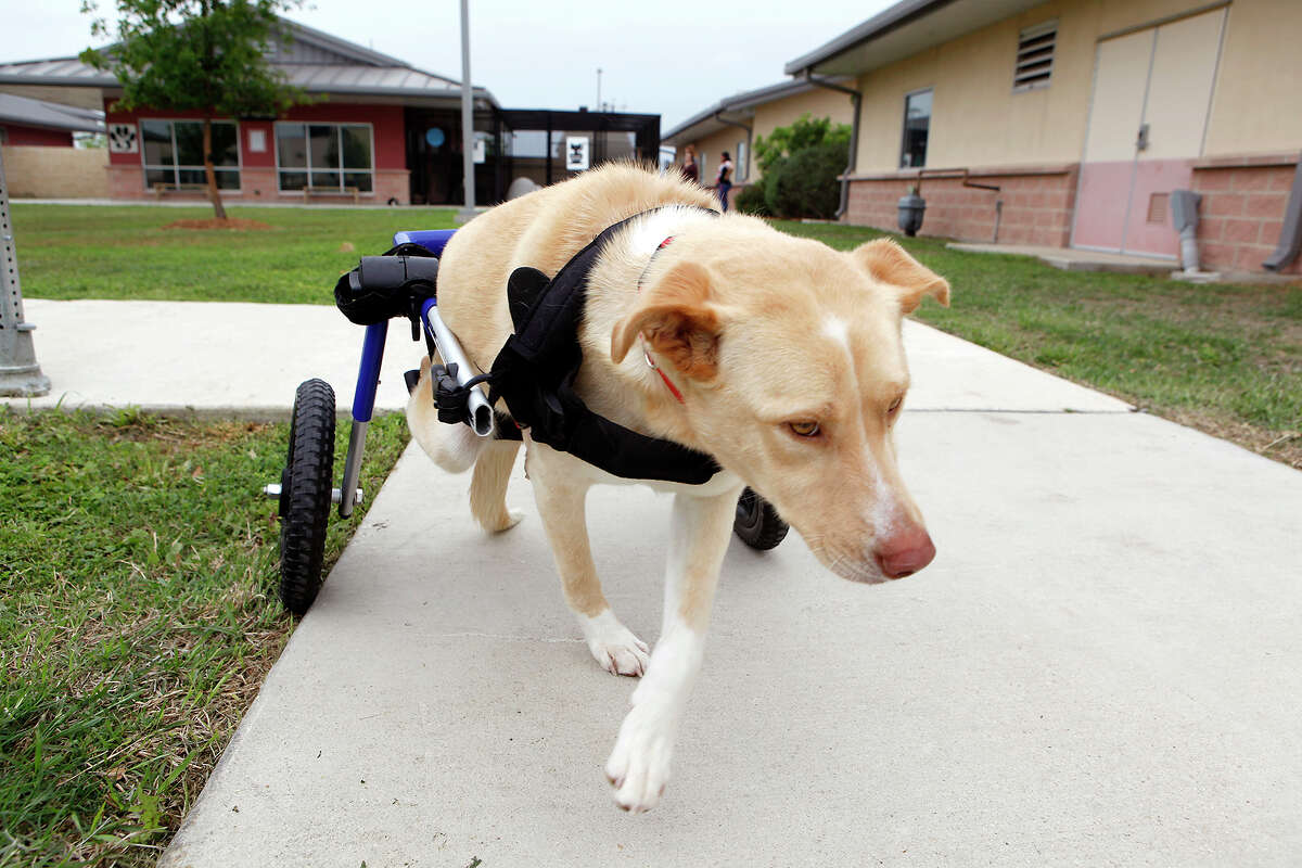 Paraplegic pooch gets new San Antonio home