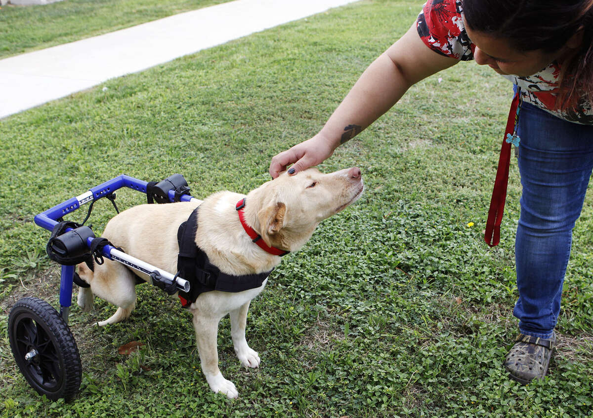 Paraplegic pooch gets new San Antonio home