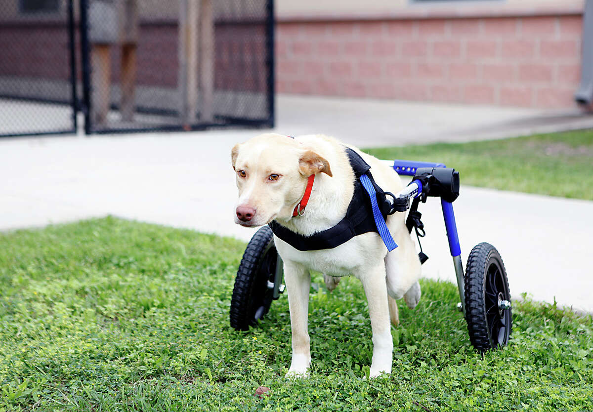 Paraplegic pooch gets new San Antonio home