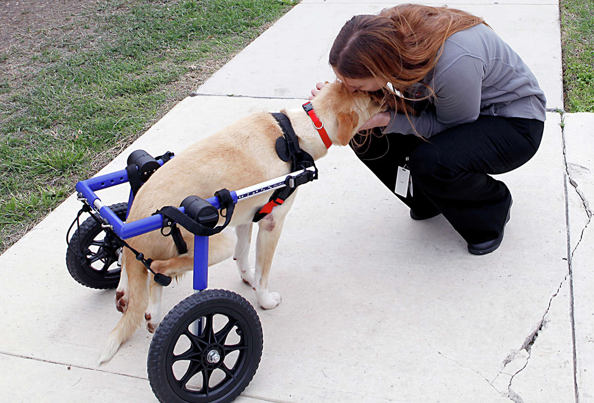 Paraplegic pooch gets new San Antonio home