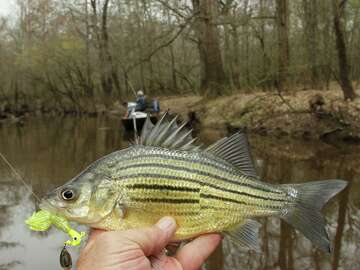 White/yellow bass overlap marks start of spring
