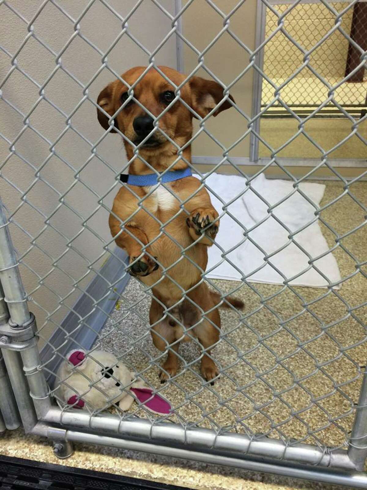 Texas family shocked to find dog missing 3 days is already across country