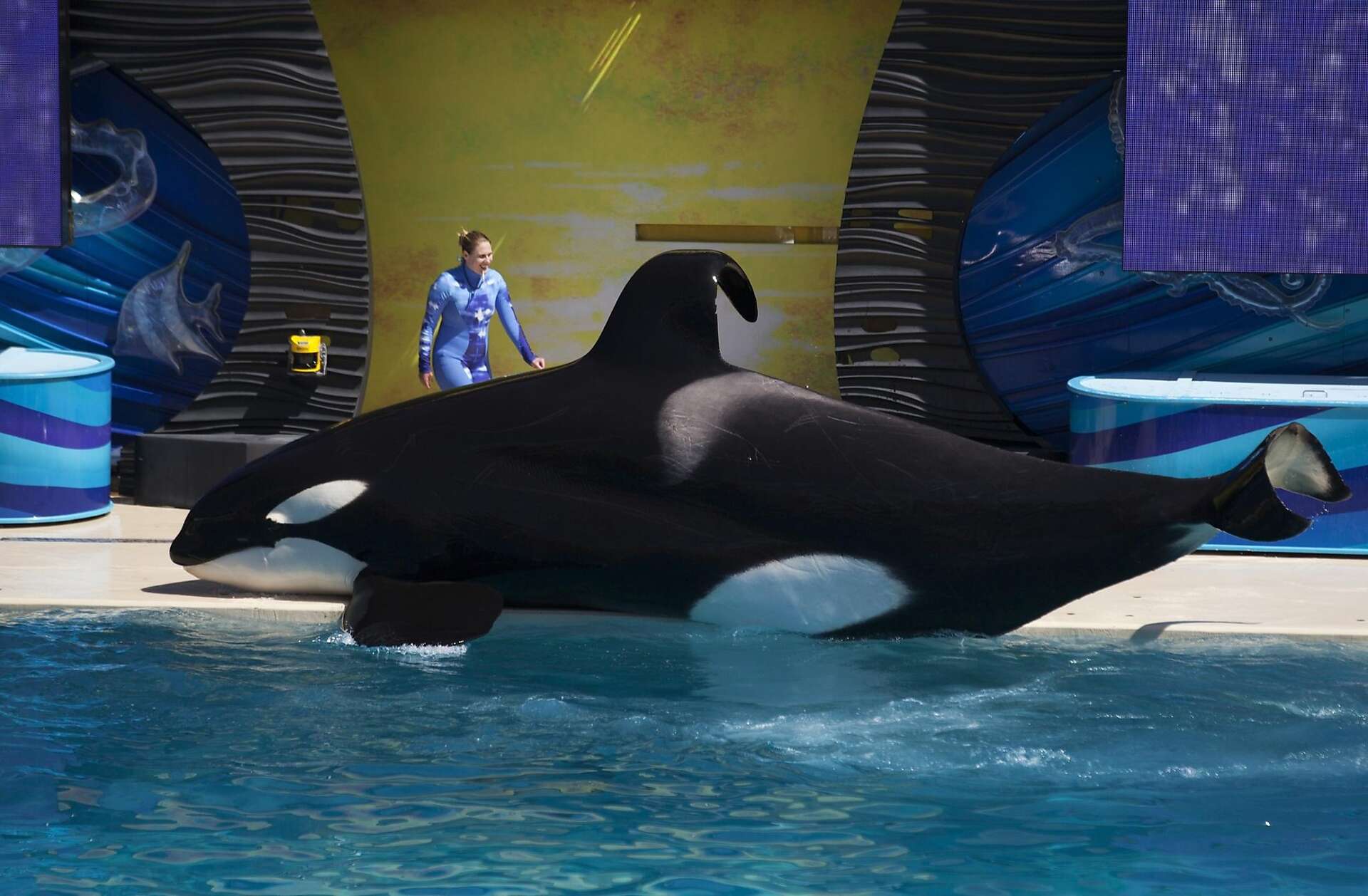 SeaWorld killer whale ban elicits heated debate