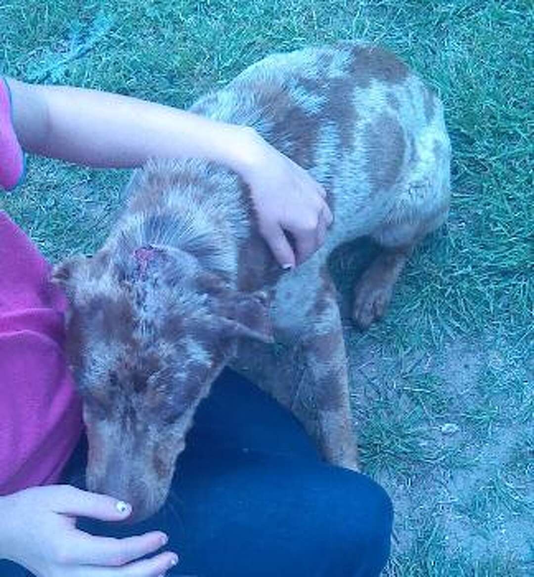 Texas family finds help for stray dog that somebody tried to kill