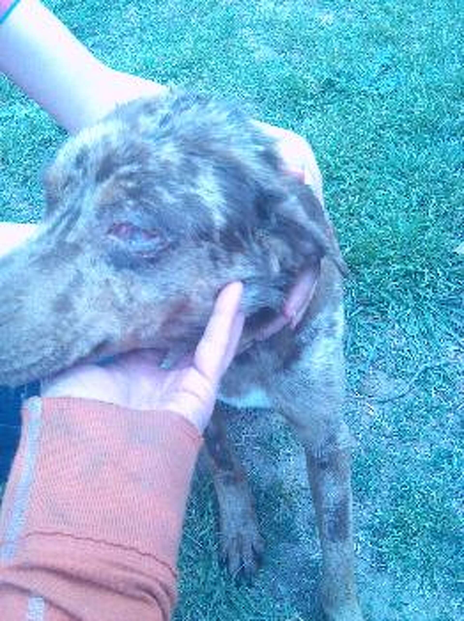 Texas family finds help for stray dog that somebody tried to kill