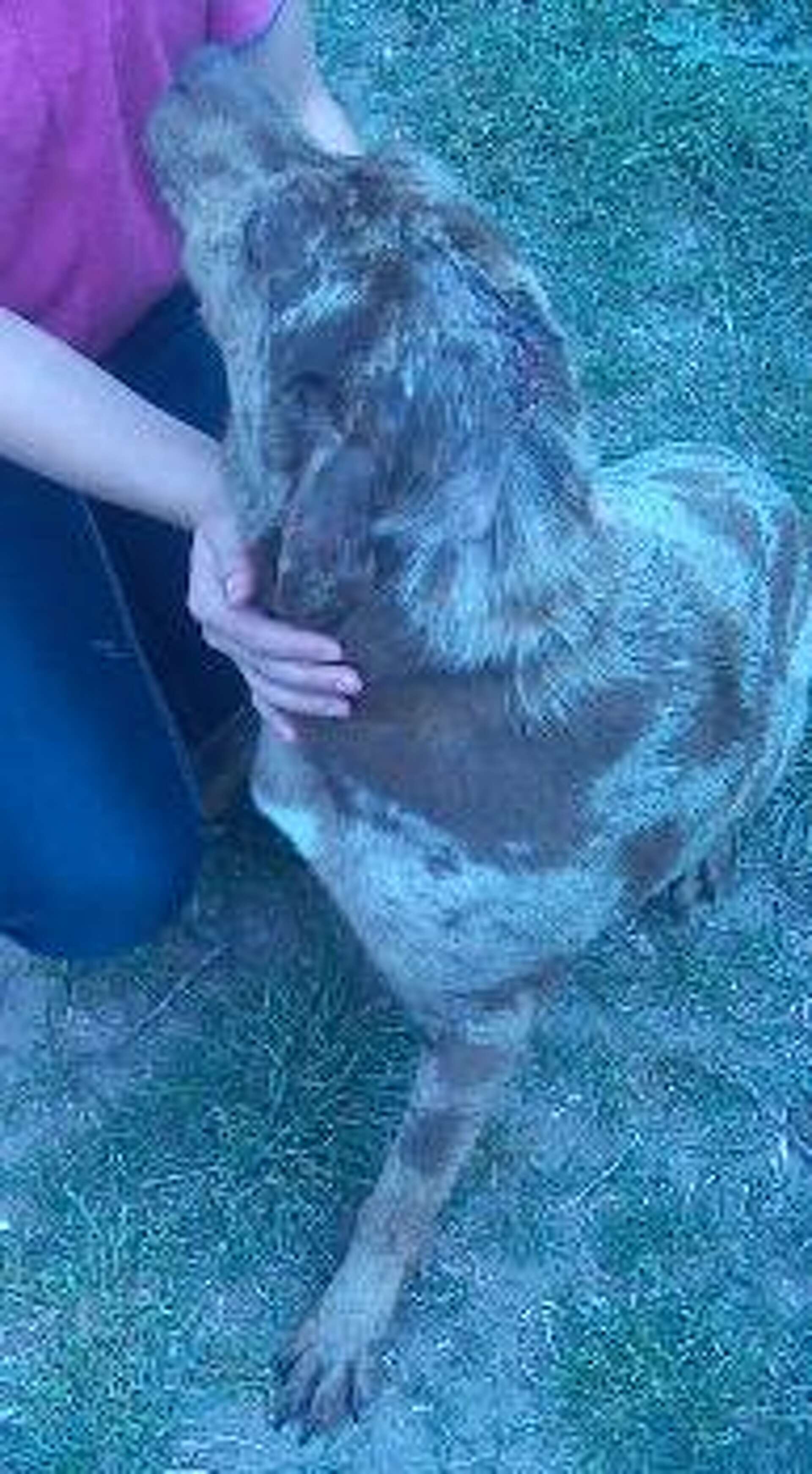 Texas family finds help for stray dog that somebody tried to kill