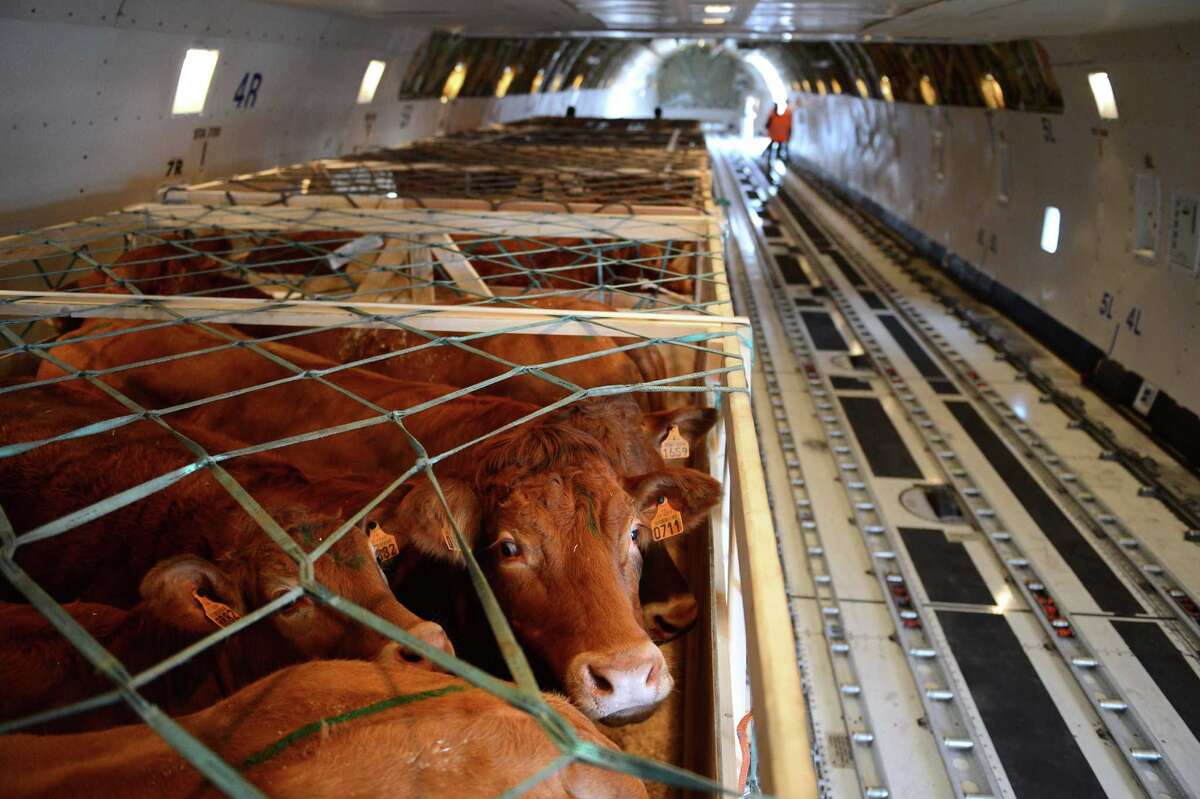 Report: Hot cows caused 747 emergency landing
