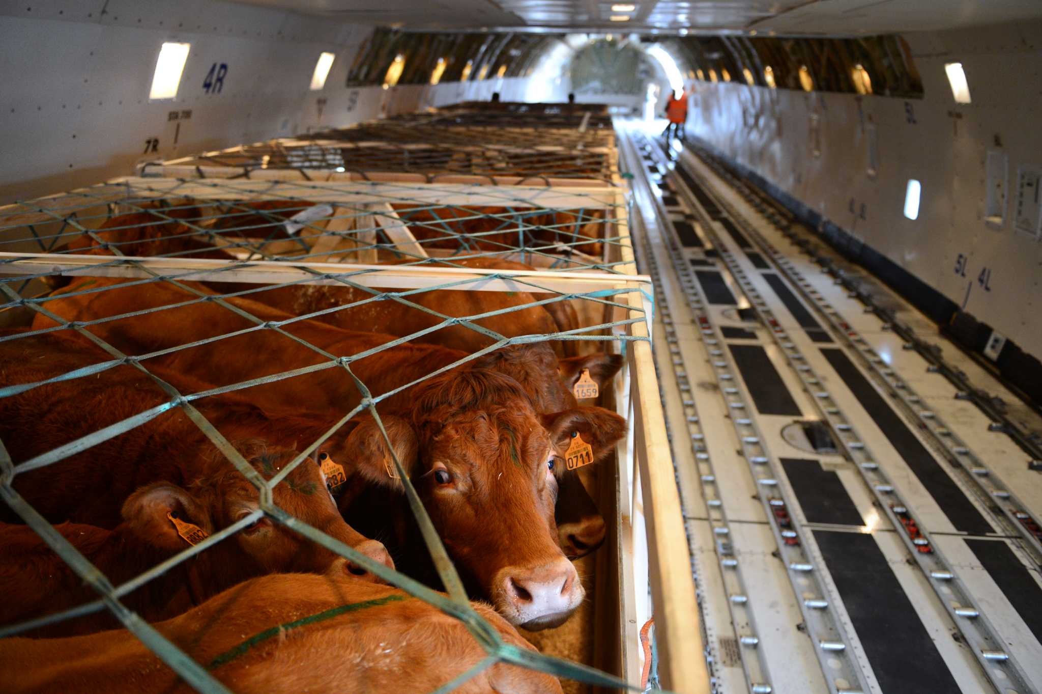 Report: Hot cows caused 747 emergency landing