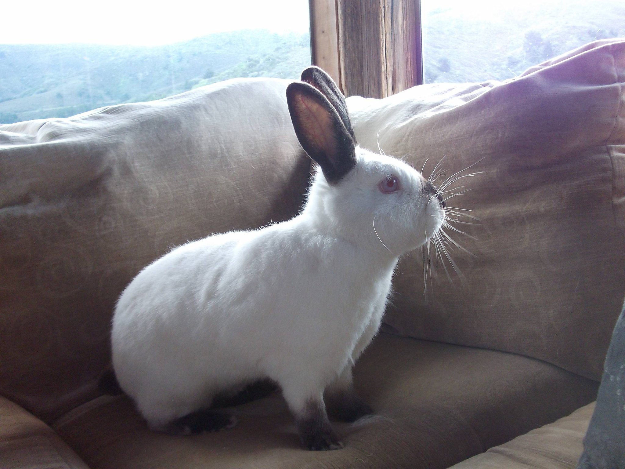 Rabbits require work but offer rewards