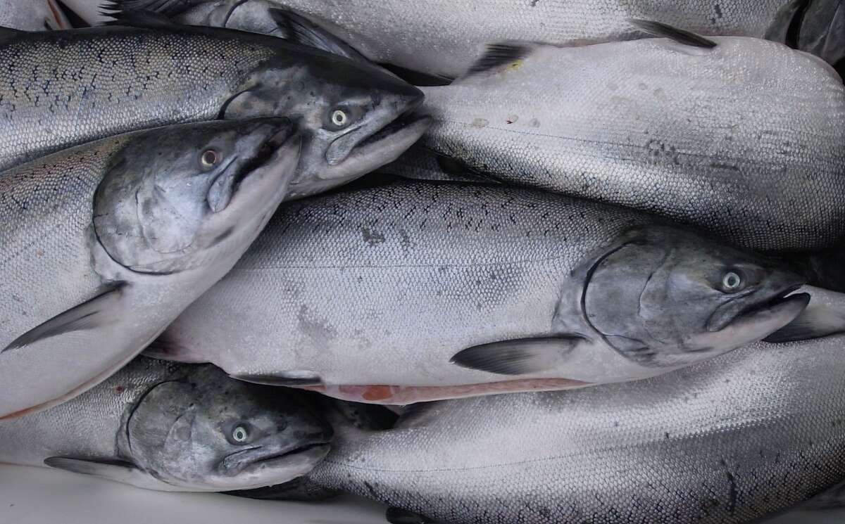 Unprecedented experiment to revive chinook salmon