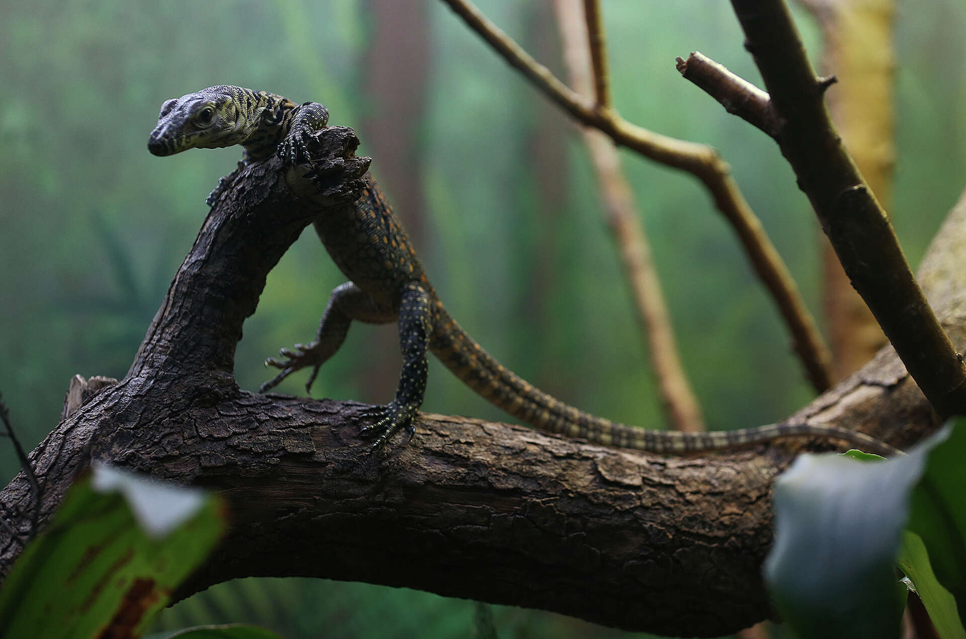 Baby Komodo Dragons In Trees