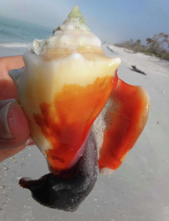 A Tale of Two Islands: Marco Island and Sanibel Island