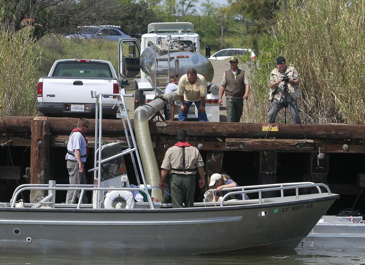 Unprecedented experiment to revive chinook salmon
