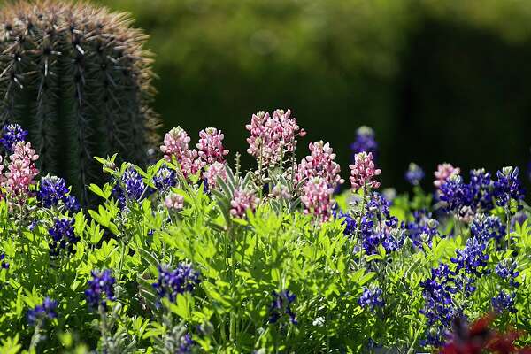 Maroon bluebonnets run amok in Longhorn land - HoustonChronicle.com