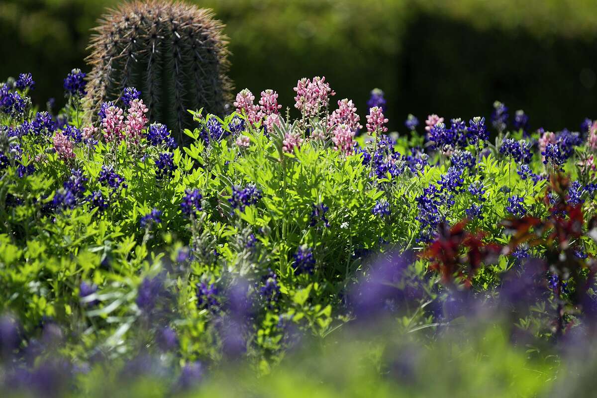 Maroon bluebonnets run amok in Longhorn land