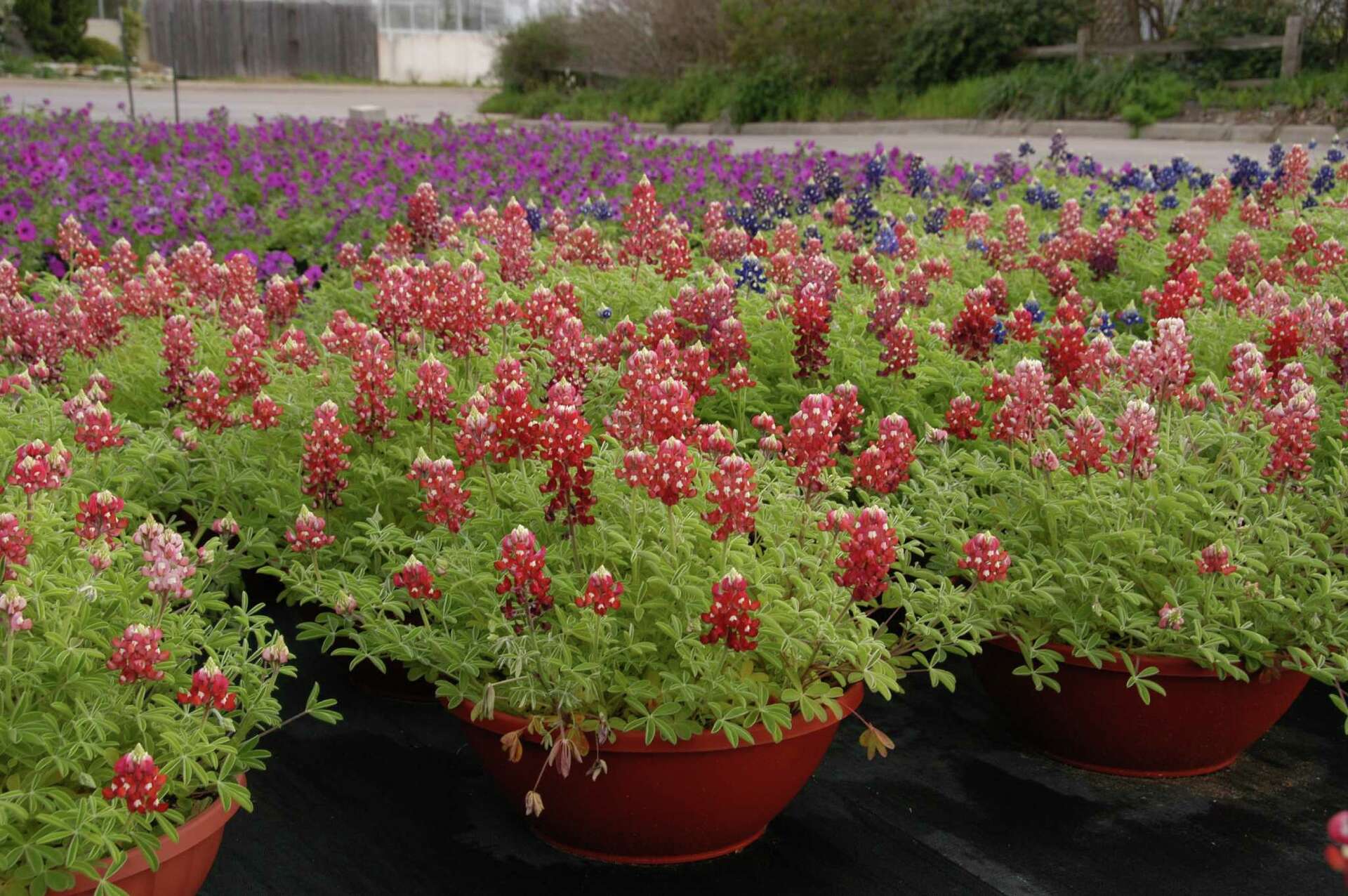UT suspects sabotage after A&M-created maroon flowers pop up near tower