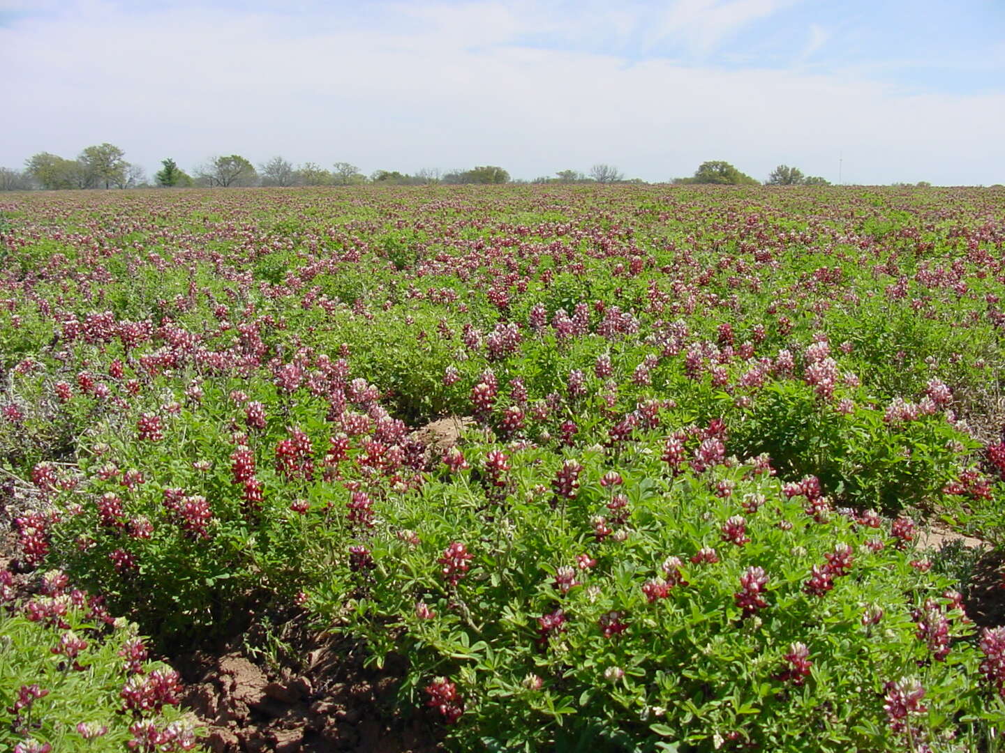 UT suspects sabotage after A&M-created maroon flowers pop up near tower