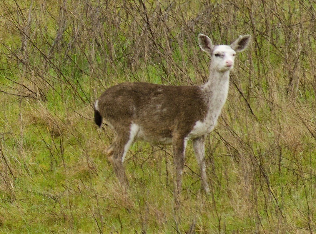 Now that's a deer of a different color