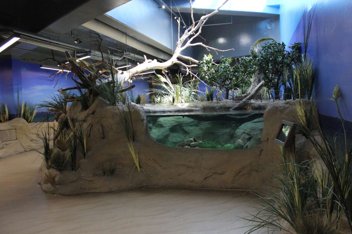 $700K Texas State Aquarium upgrade takes you deeper into Gulf as you tour
