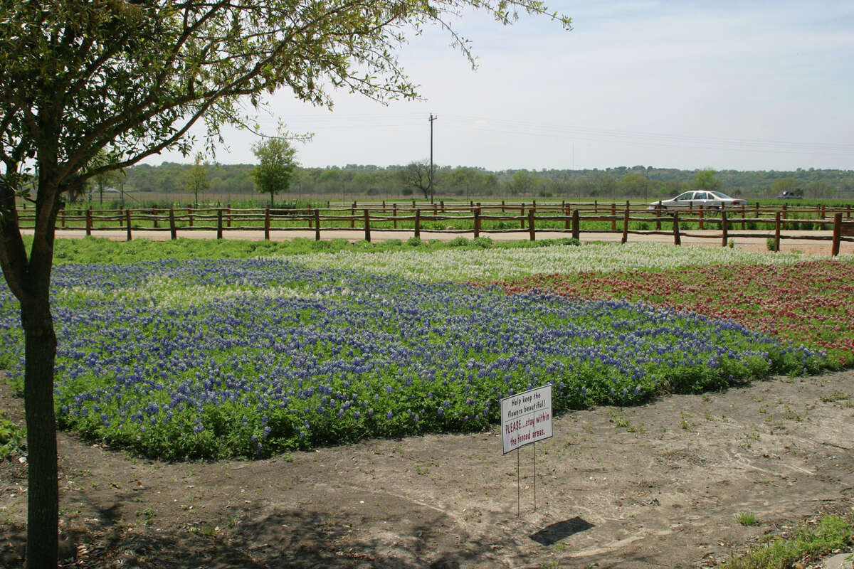 UT decides Longhorns have been pranked, will rip out maroon bluebonnets