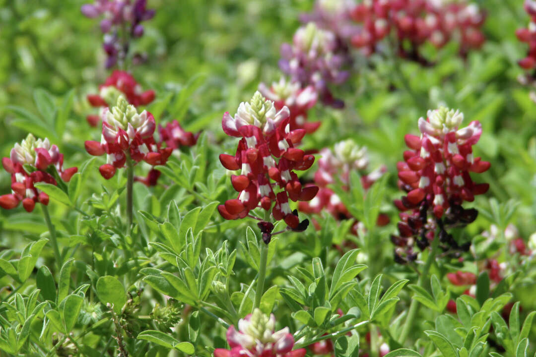 UT keeping maroon bluebonnets blamed on Aggies