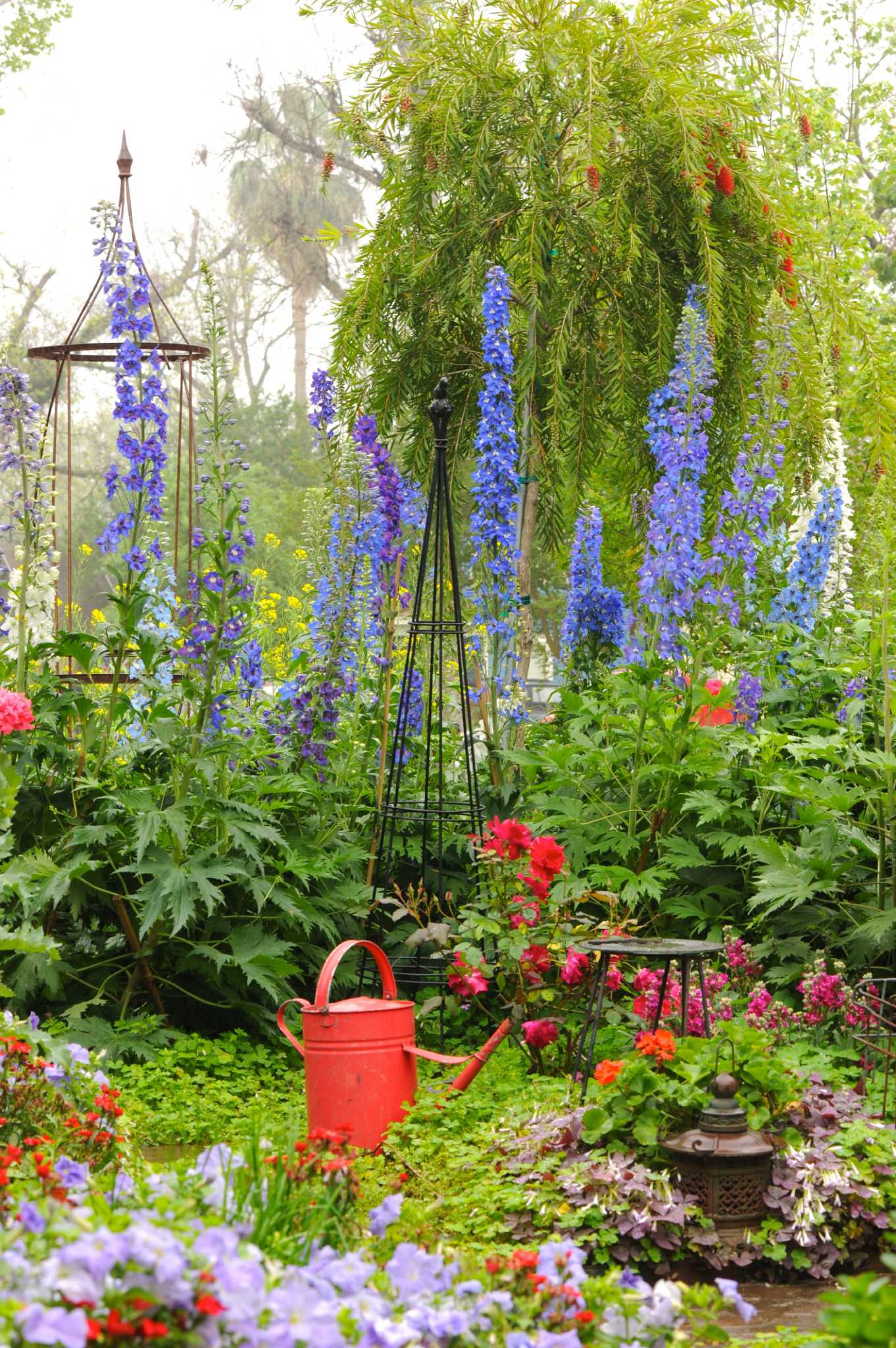 Delphinium Garden