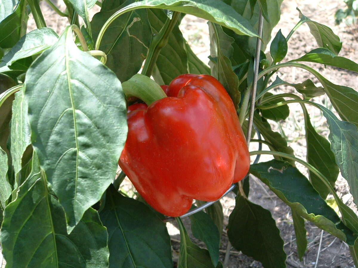 Gene Speller knows his peppers