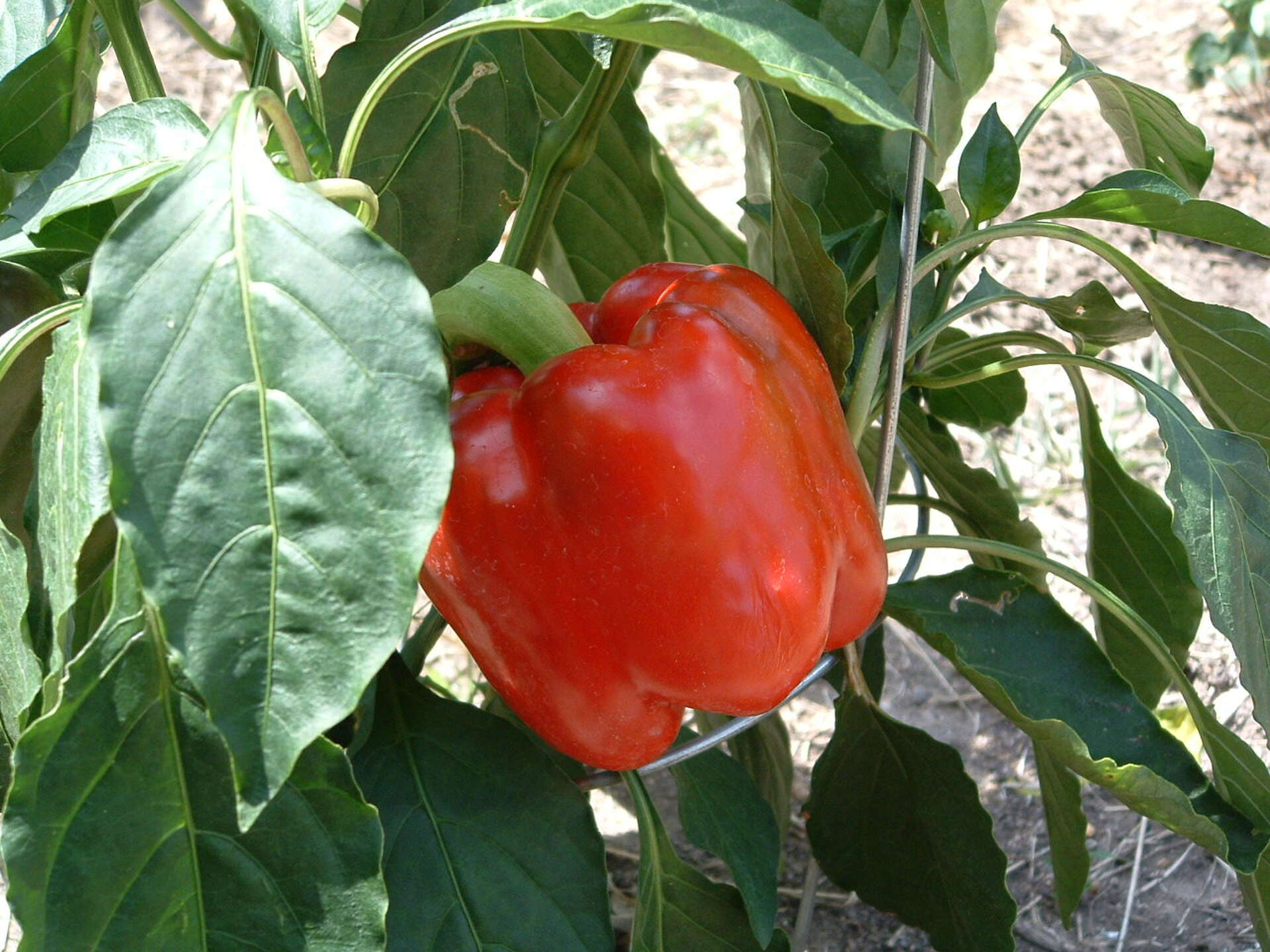 Gene Speller knows his peppers