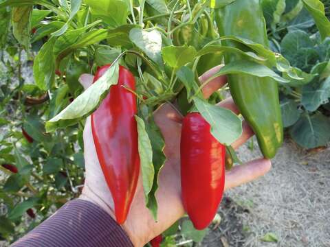 Gene Speller knows his peppers