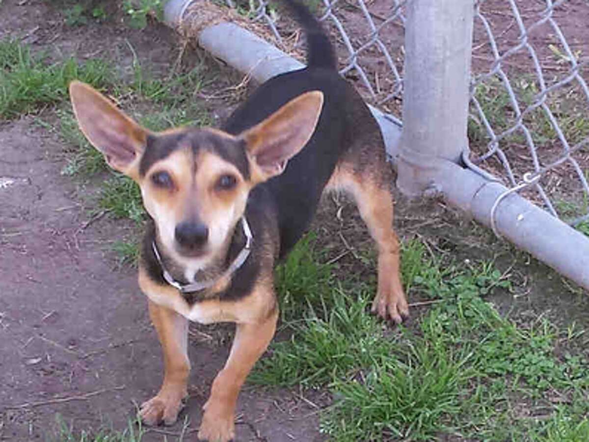 These are the cutest small dogs available for adoption from BARC of Houston