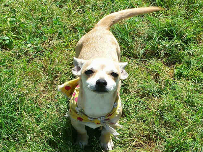 These are the cutest small dogs available for adoption from BARC of Houston