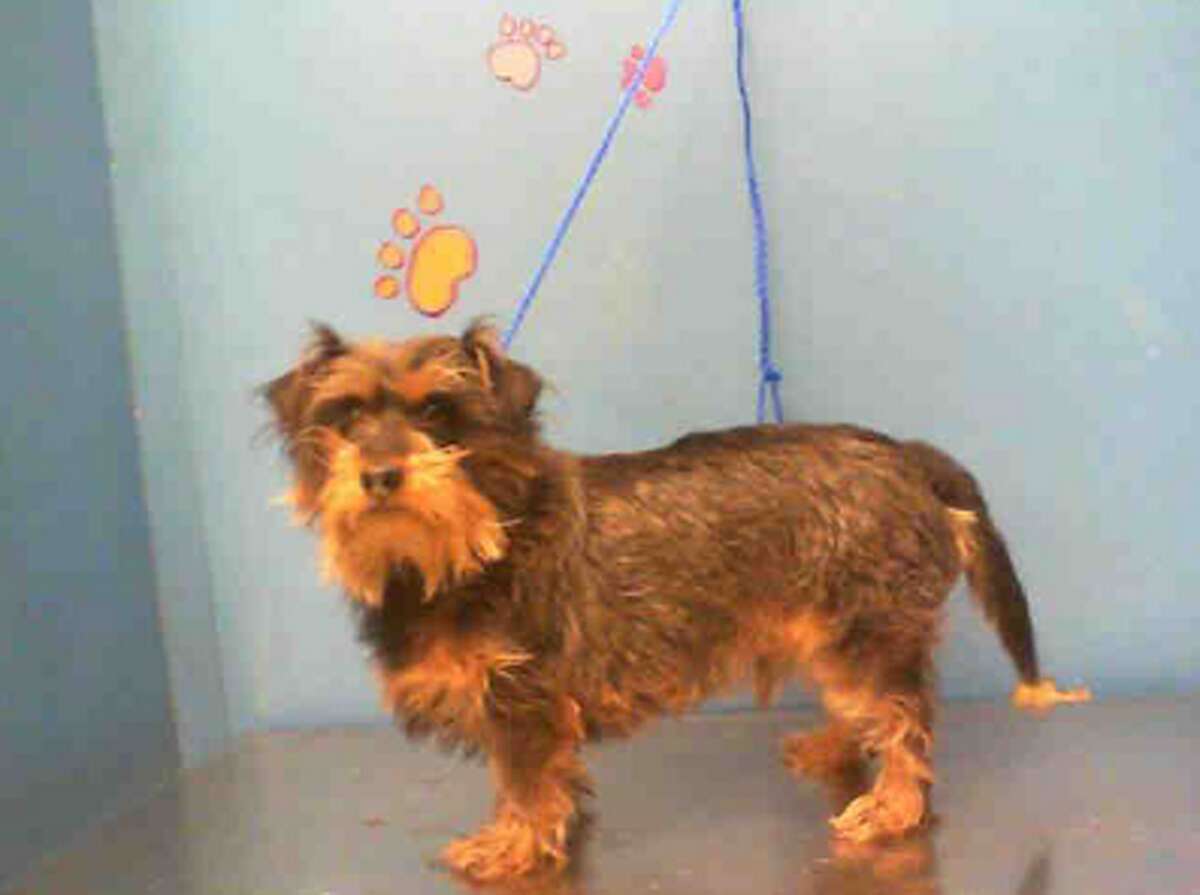 These are the cutest small dogs available for adoption from BARC of Houston