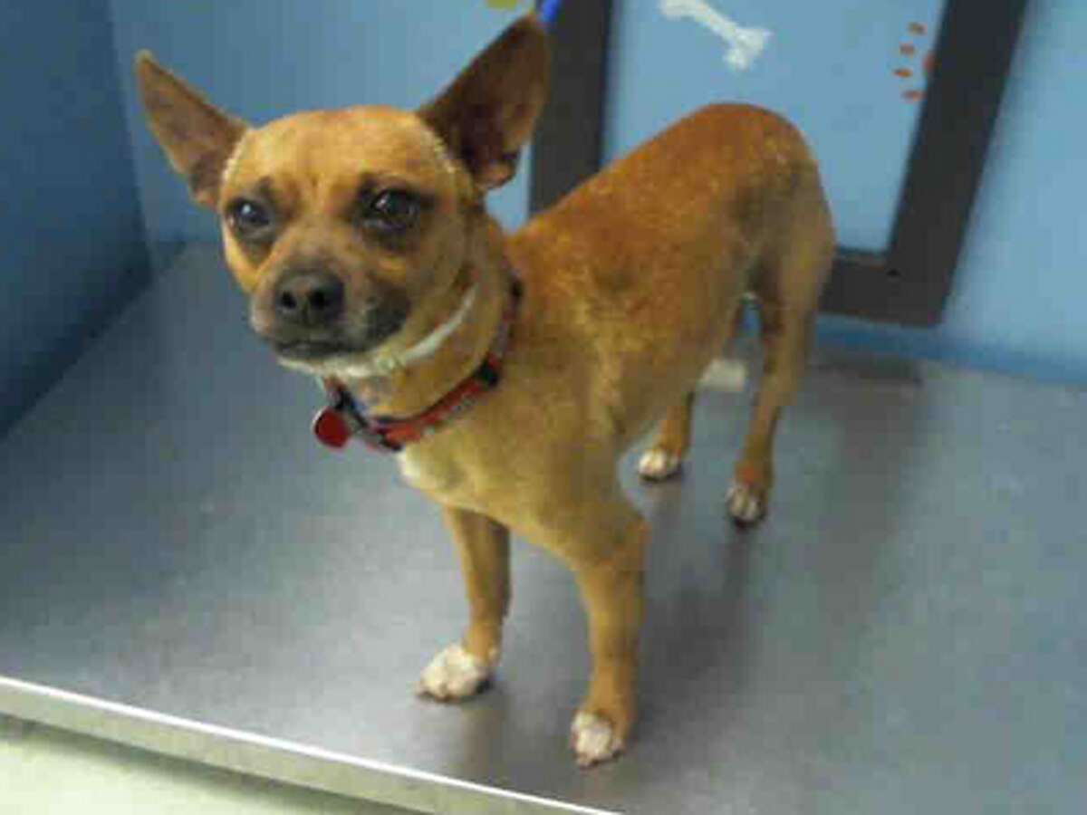 These are the cutest small dogs available for adoption from BARC of Houston